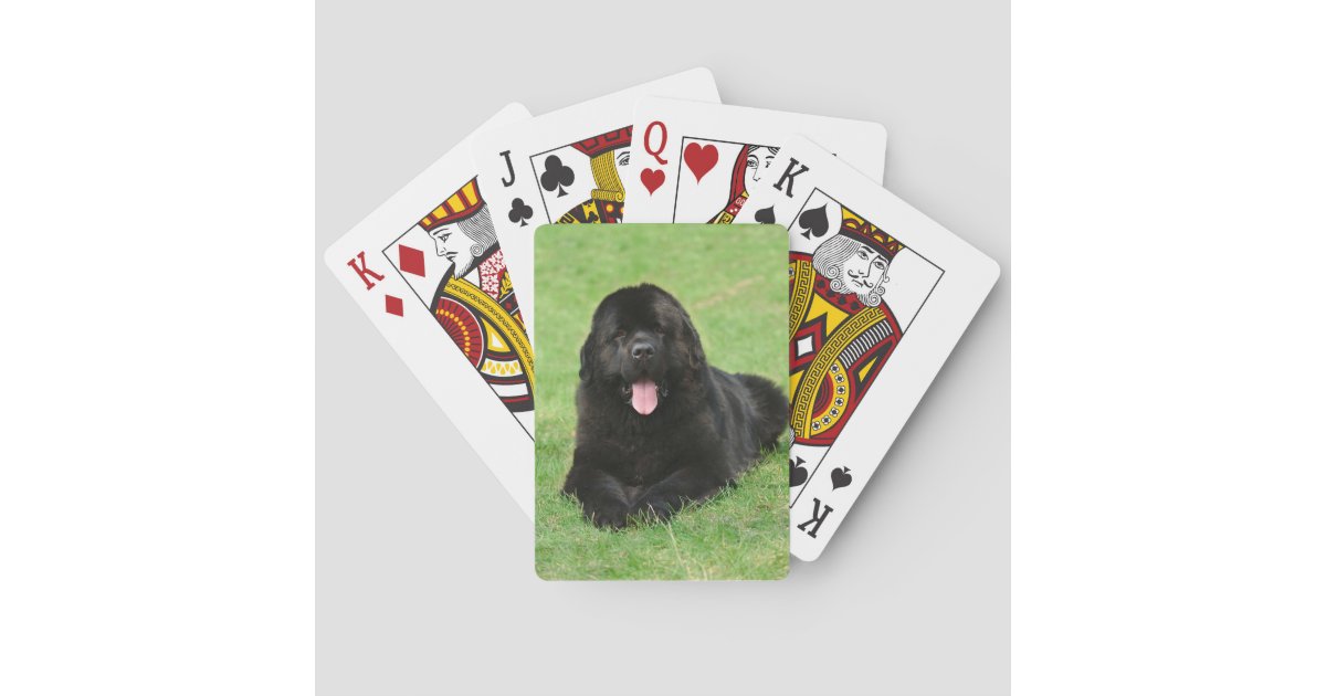 Newfoundland dog poker cards | Zazzle