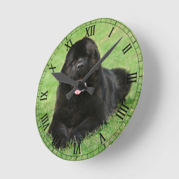 Newfoundland dog round clock | Zazzle