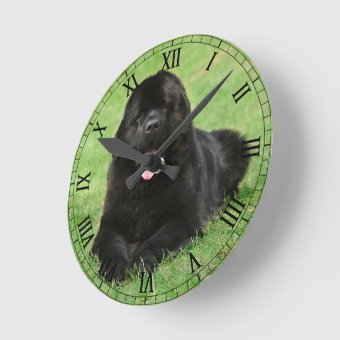 Newfoundland dog round clock | Zazzle