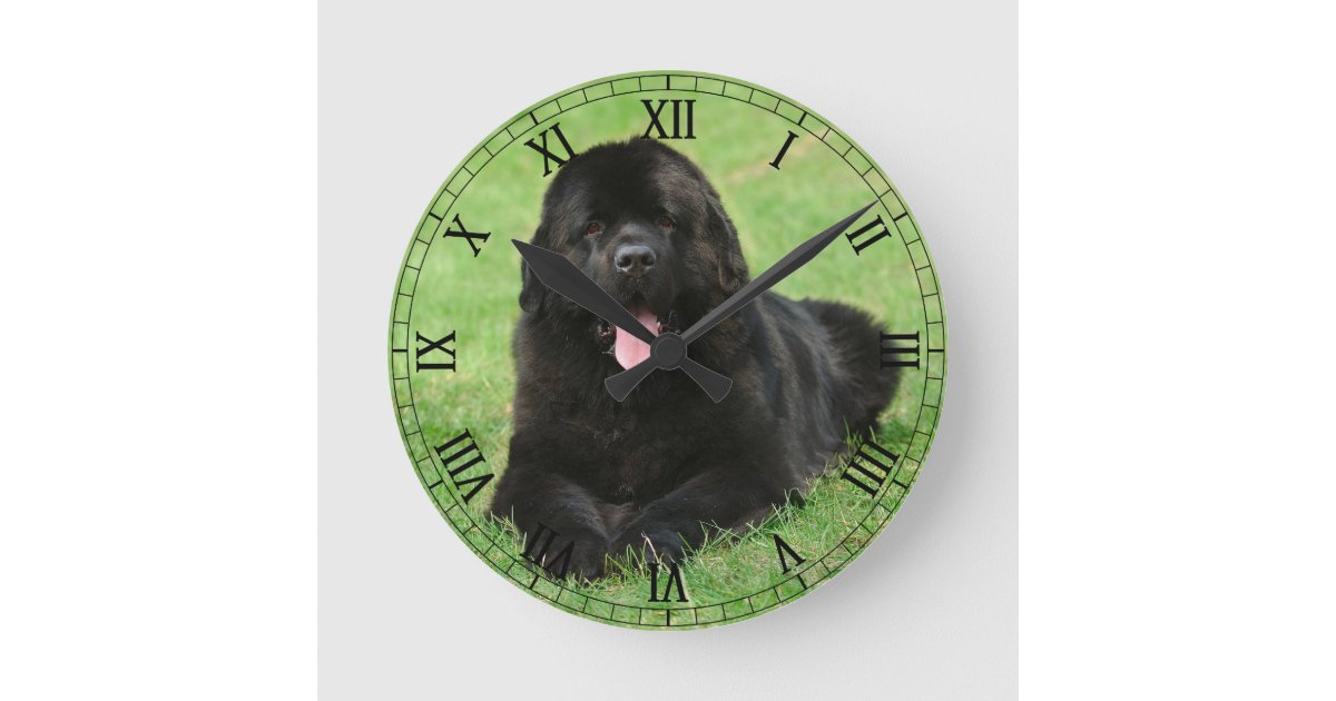 Newfoundland dog round clock | Zazzle