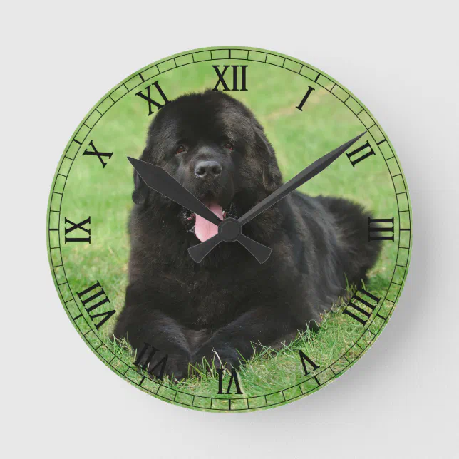 Newfoundland dog round clock | Zazzle