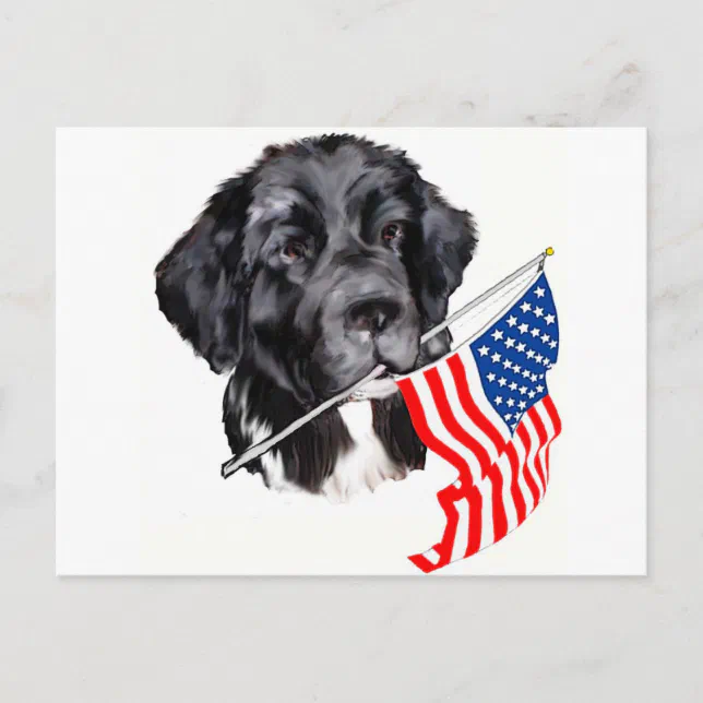 Newfoundland Dog with Flag Postcard | Zazzle