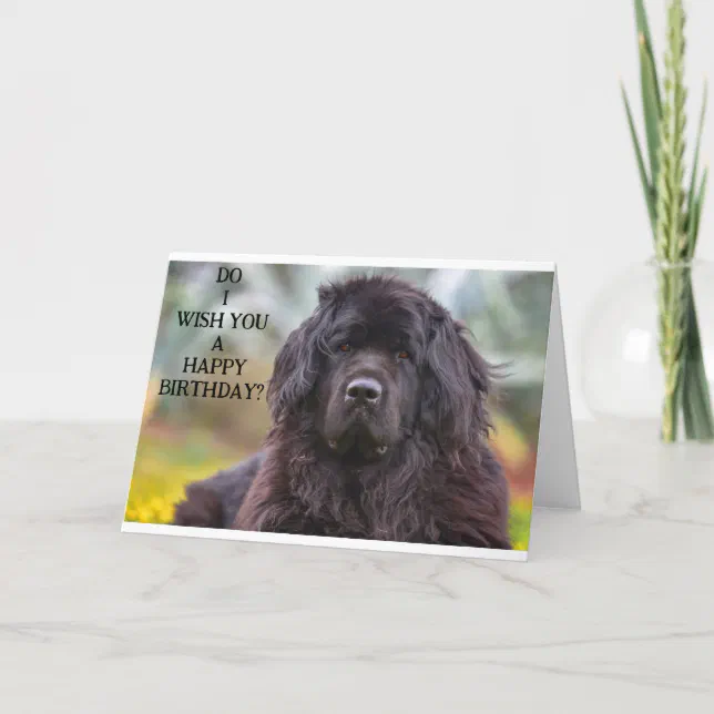Newfoundland Is A Bit Of A Jokester on Birthday Card | Zazzle