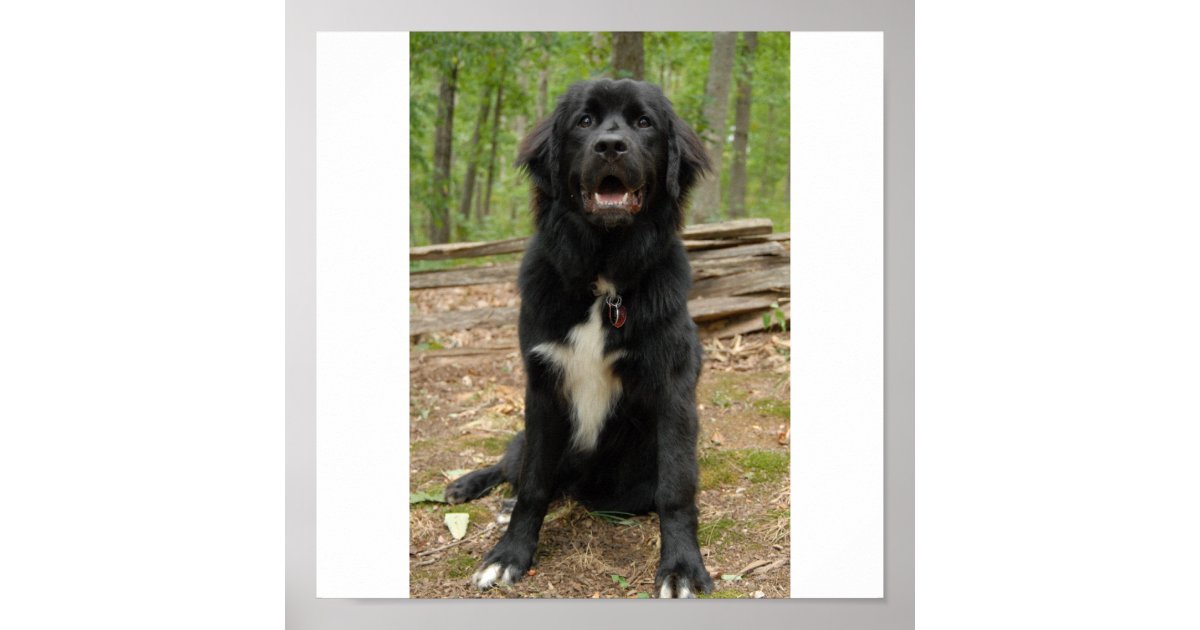 Newfoundland Puppy Poster | Zazzle