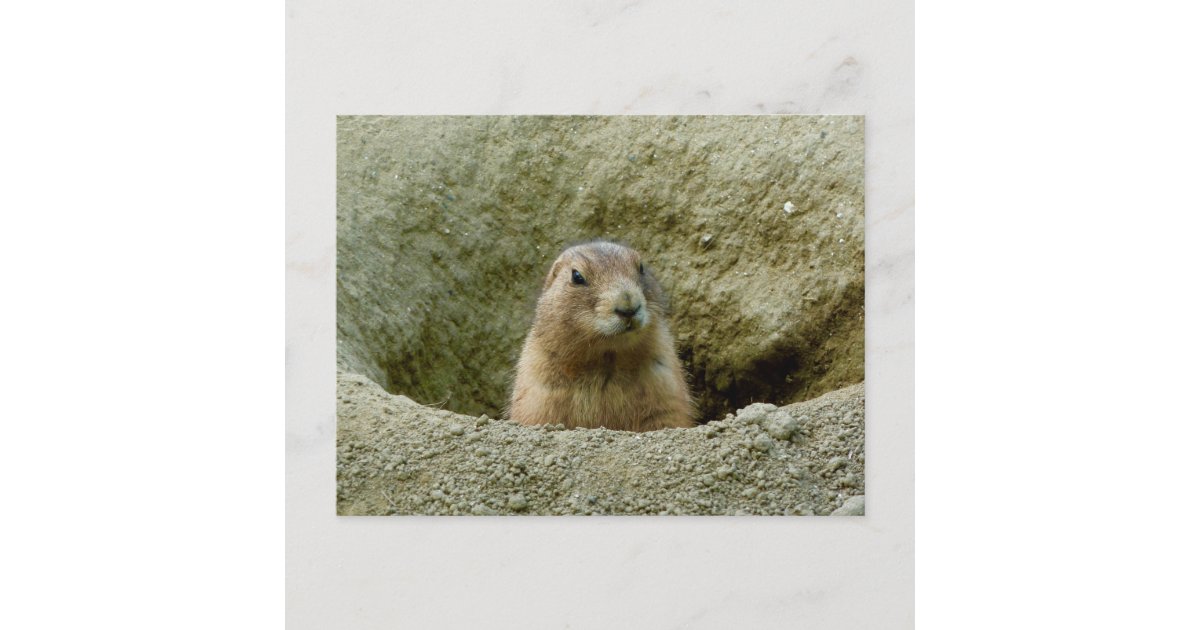 Nice Little Marmot Postcard | Zazzle