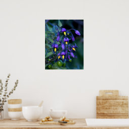 Nightshade Plant, beautiful and toxic Poster | Zazzle