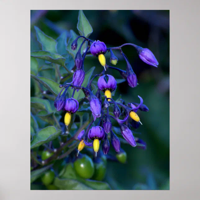 Nightshade Plant, beautiful and toxic Poster | Zazzle