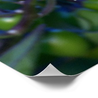 Nightshade Plant, beautiful and toxic Poster | Zazzle