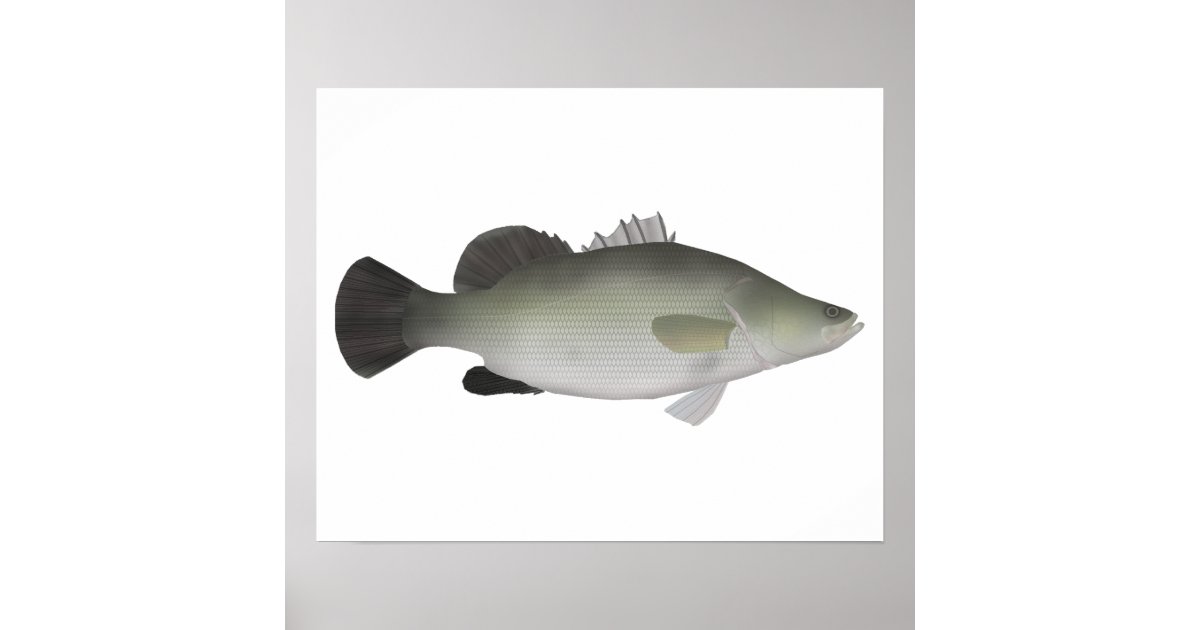 Nile Perch Poster | Zazzle