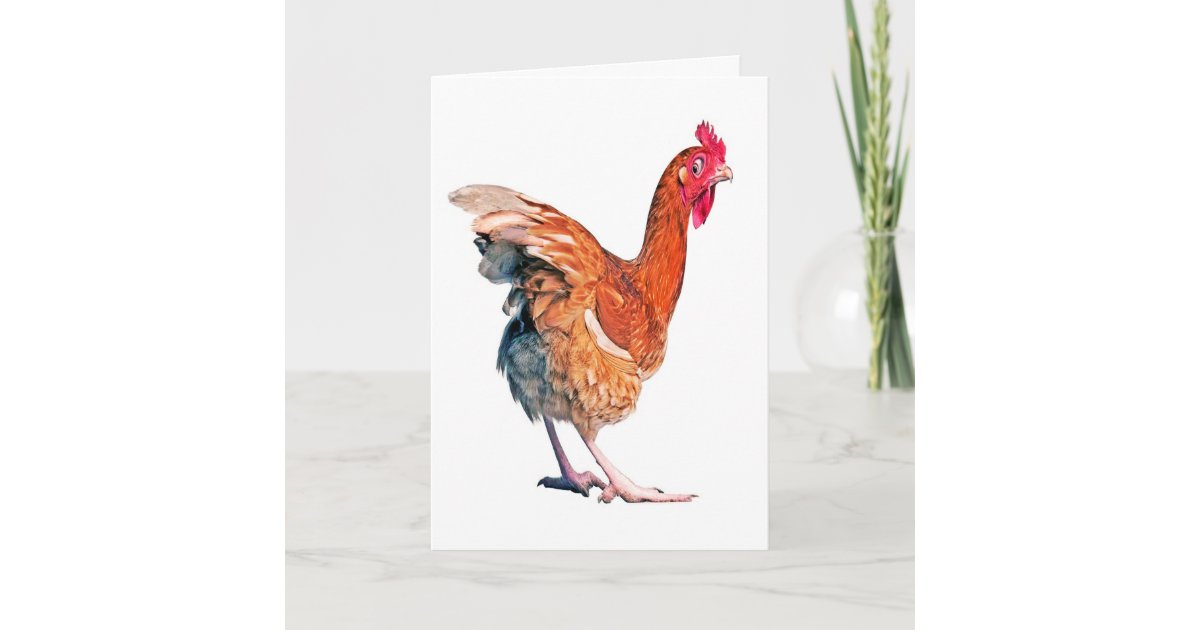 No Spring Chicken Birthday card | Zazzle