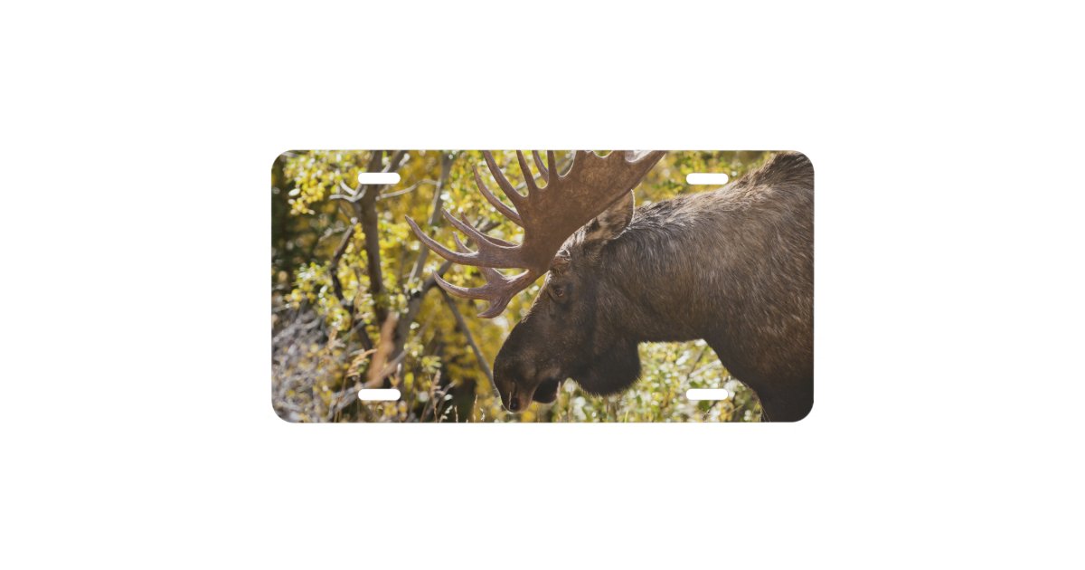 Noble Bull Moose License Plate | Zazzle