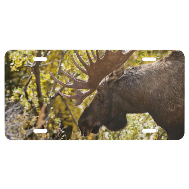 Noble Bull Moose License Plate | Zazzle