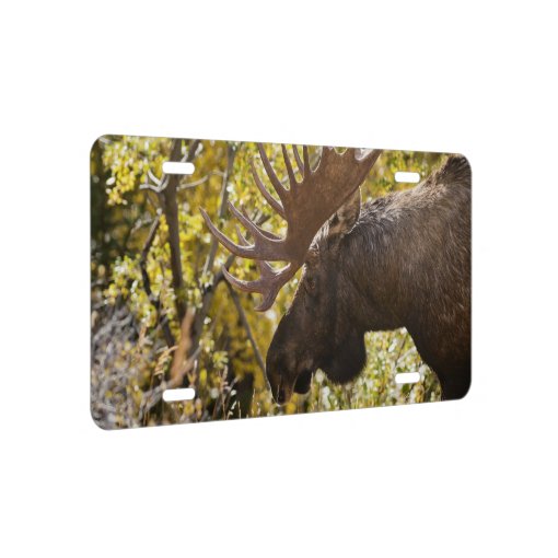 Noble Bull Moose License Plate | Zazzle