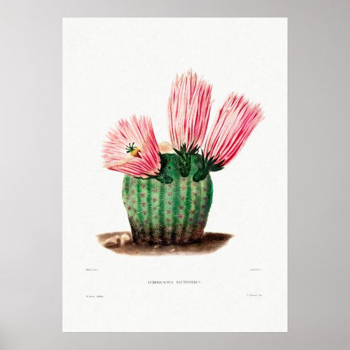 Nopal Drawing of a Cactus Flower Cactus Plant Imag Poster | Zazzle