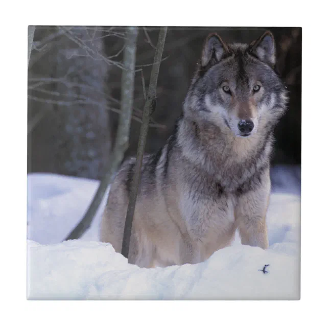 North America, Canada, Eastern Canada, Grey wolf Ceramic Tile | Zazzle