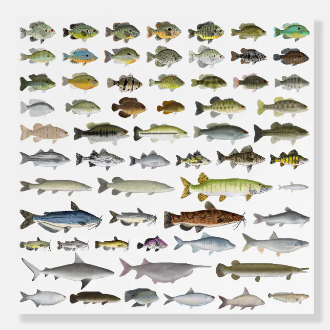 North America Freshwater Fish Group Foam Board | Zazzle