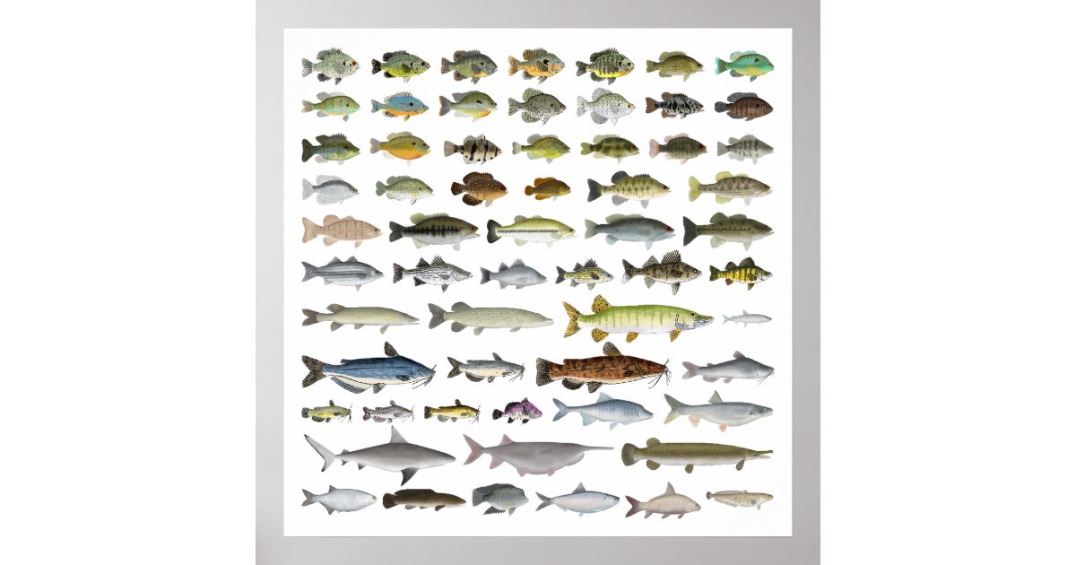 North America Freshwater Fish Group Poster | Zazzle