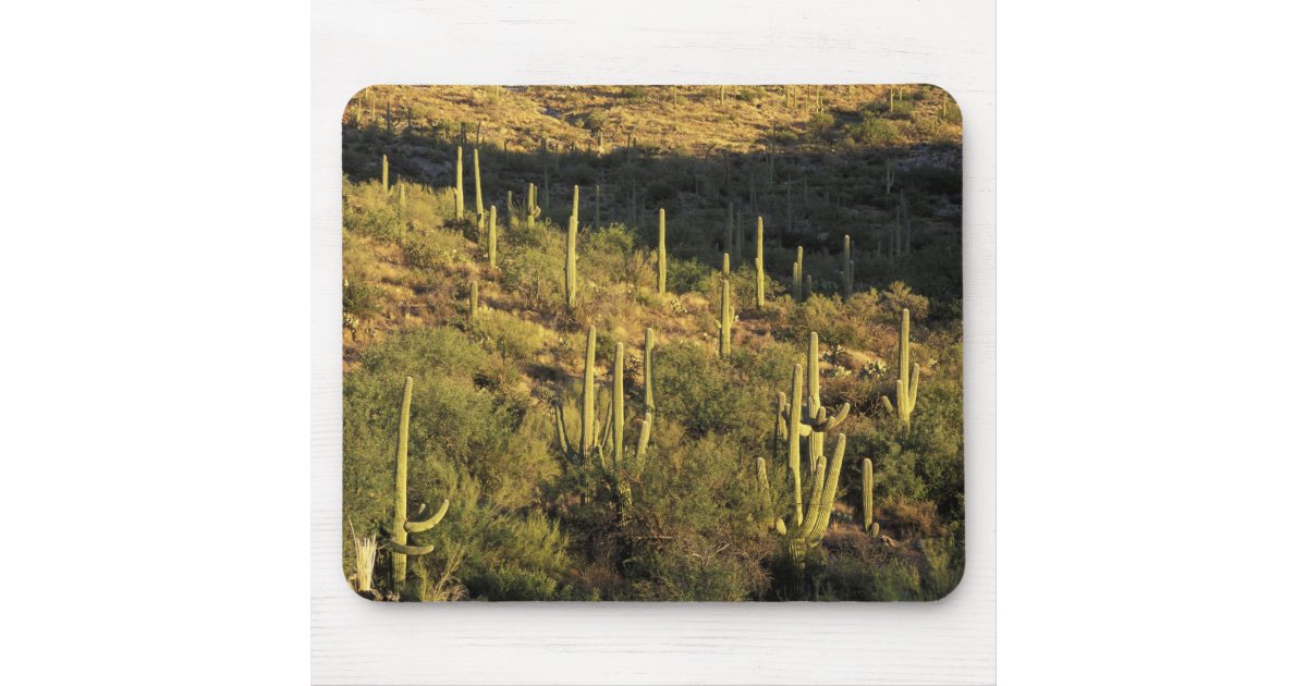 North America, USA, Arizona, Sonoran Desert Mouse Pad | Zazzle