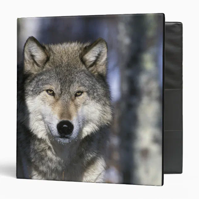 North America, USA, Minnesota. Wolf Canis Binder | Zazzle