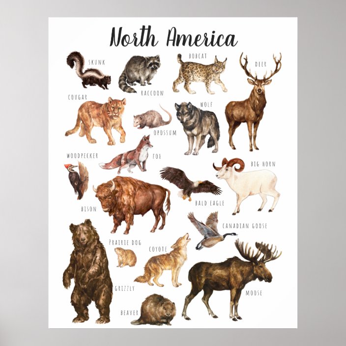 North American Animals | Education Classroom Poster | Zazzle.com
