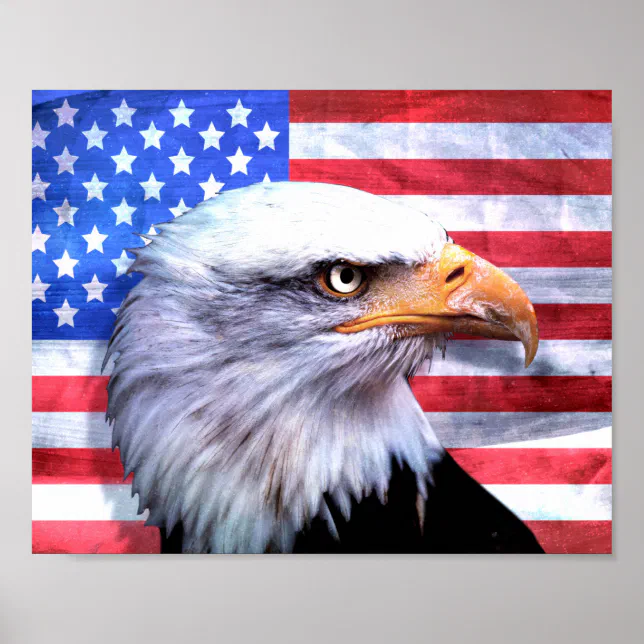 North american bald eagle poster | Zazzle