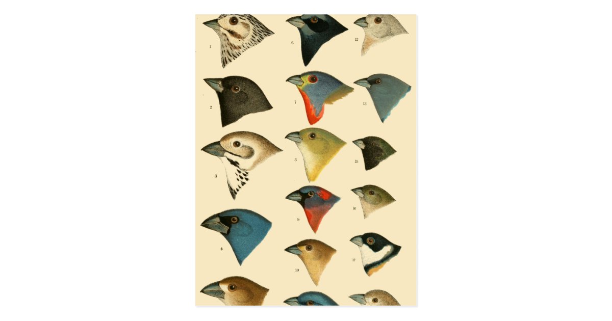 North American Birds Postcard | Zazzle.com