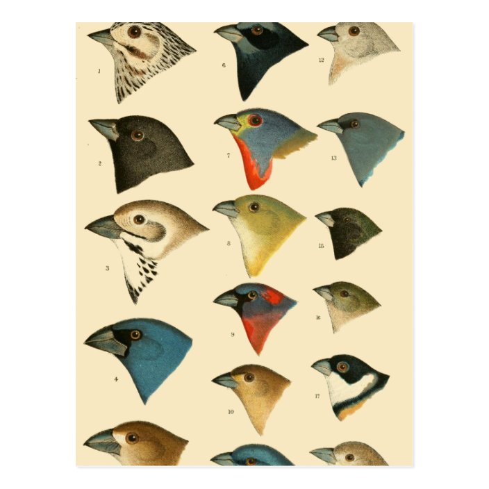North American Birds Postcard | Zazzle.com