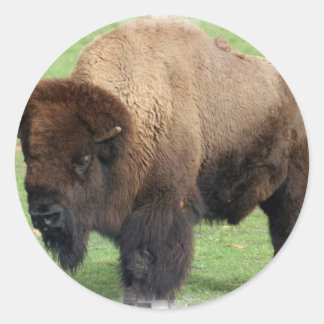 Bison Stickers | Zazzle