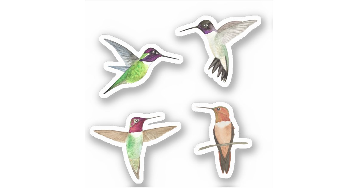 North American Hummingbirds Sticker | Zazzle