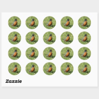 North American Robin Sticker | Zazzle