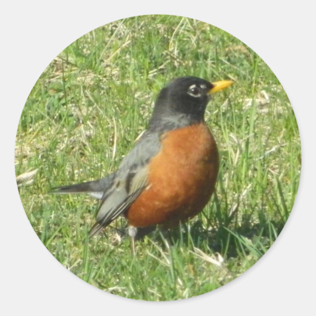 North American Robin Sticker | Zazzle