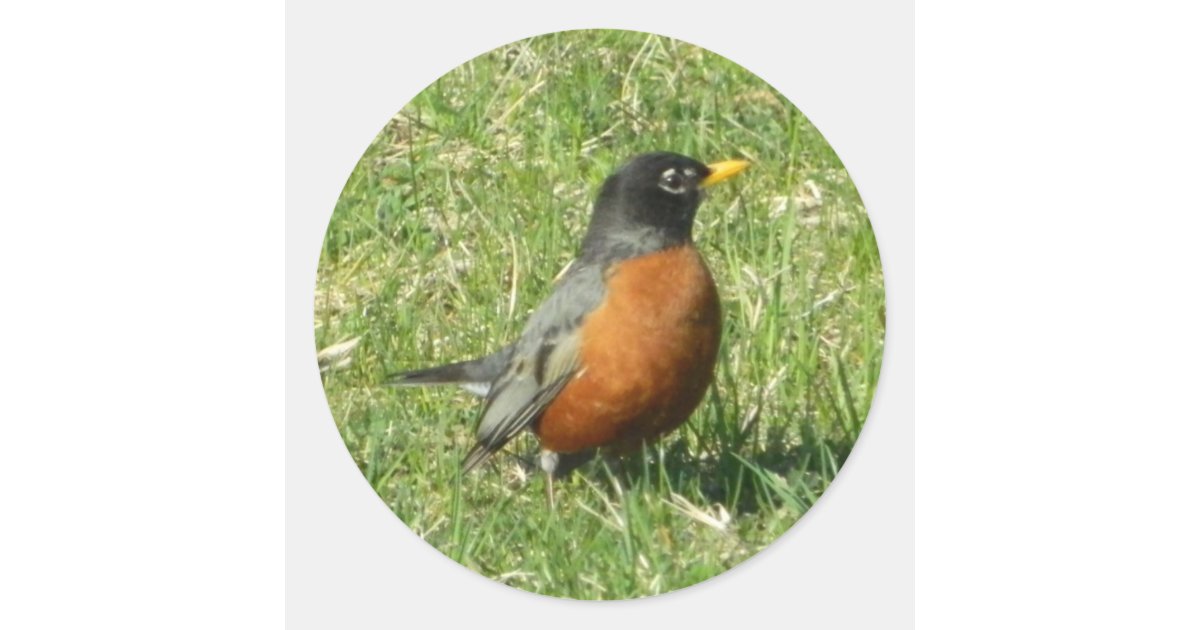 North American Robin Sticker | Zazzle