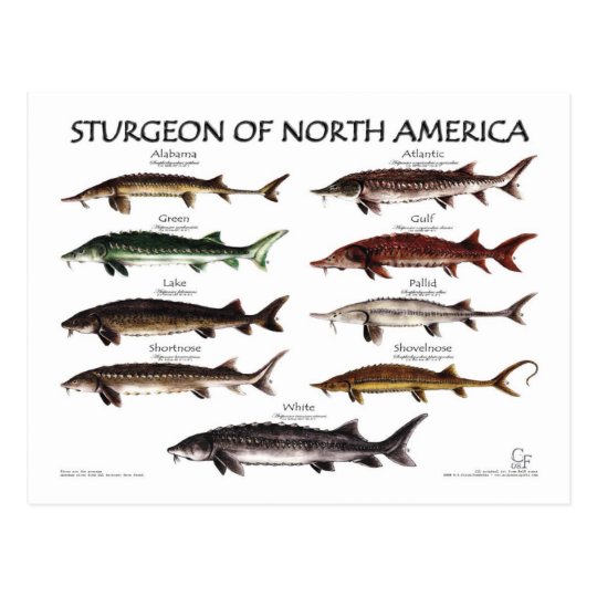 North American Sturgeon-White Poster-Postcard Postcard | Zazzle.com