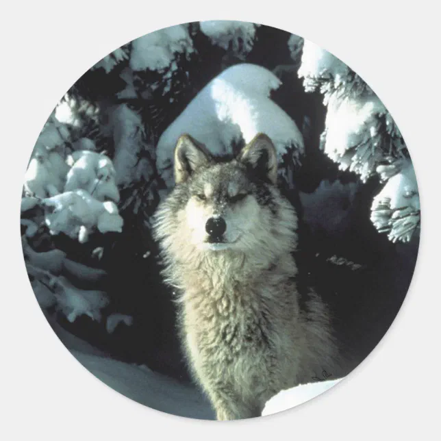 North American Timber Wolf in Snow Classic Round Sticker | Zazzle