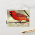 North Carolina State Bird - Northern Cardinal Postcard | Zazzle