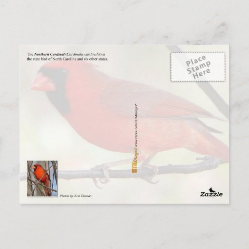 North Carolina State Bird - Northern Cardinal Postcard | Zazzle