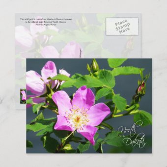 North Dakota State Flower: Wild Prairie Rose Postcard | Zazzle