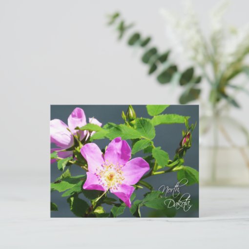 North Dakota State Flower: Wild Prairie Rose Postcard | Zazzle