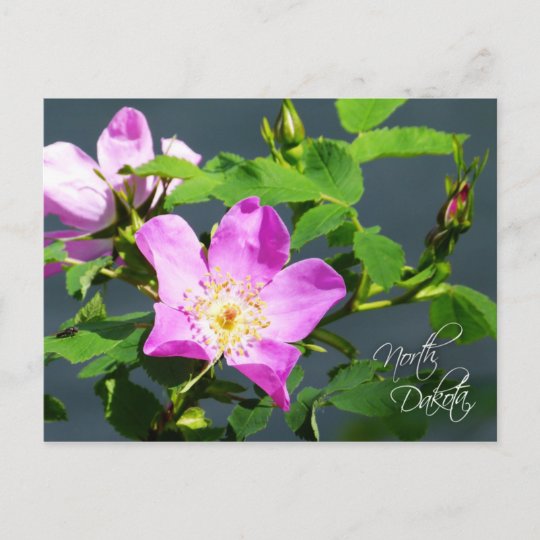 North Dakota State Flower: Wild Prairie Rose Postcard | Zazzle.com