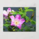 North Dakota State Flower: Wild Prairie Rose Postcard | Zazzle