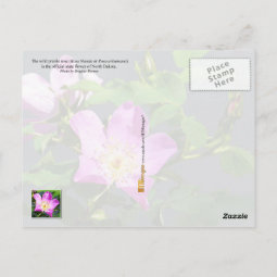 North Dakota State Flower: Wild Prairie Rose Postcard | Zazzle