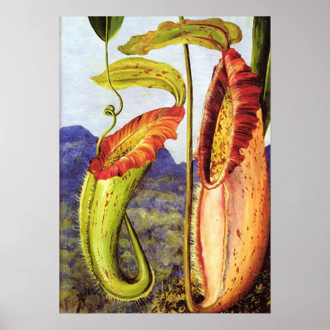 North - Nepenthes Iana 1876 Poster | Zazzle
