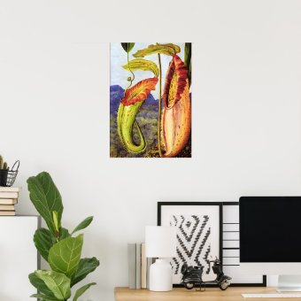 North - Nepenthes Iana 1876 Poster | Zazzle