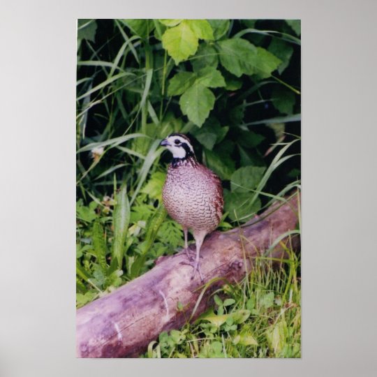 Northern Bobwhite Quail Poster | Zazzle.com