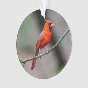 Northern Cardinal Acrylic Ornament | Zazzle