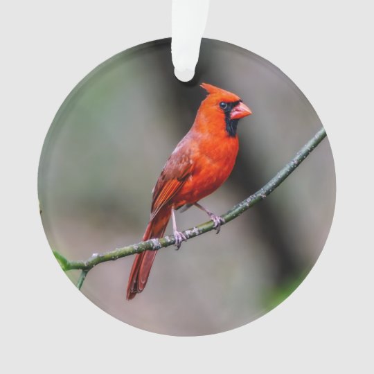Northern Cardinal Acrylic Ornament | Zazzle.com