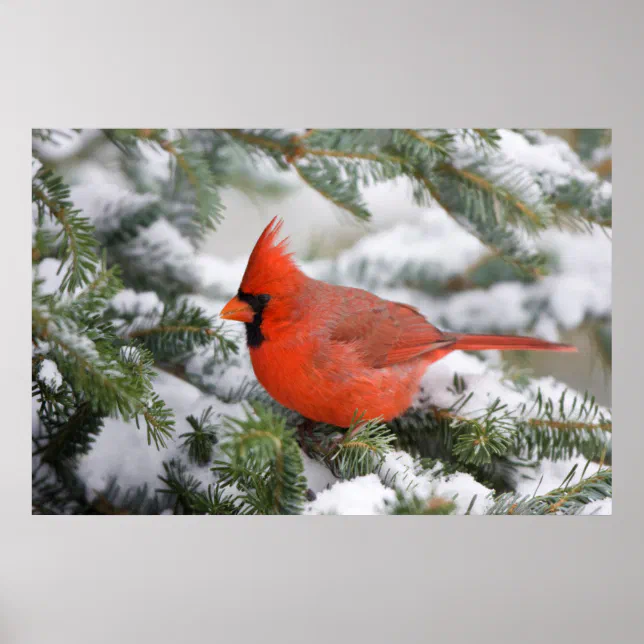 Northern Cardinal in Balsam fir tree in winter Poster | Zazzle