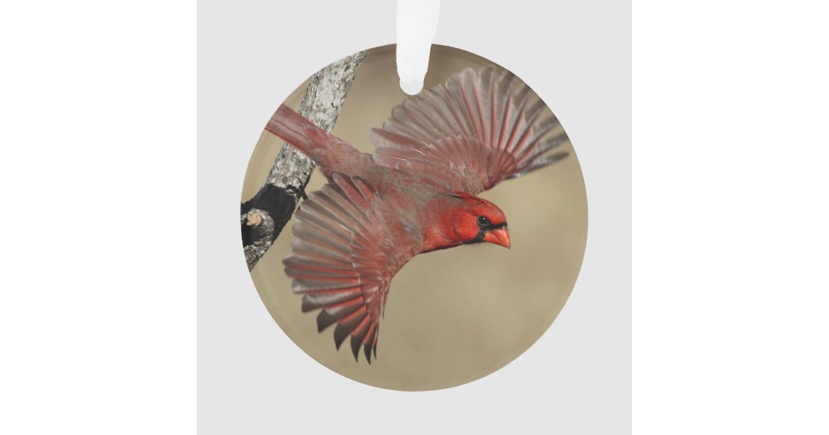 Northern Cardinal In Flight Ornament | Zazzle