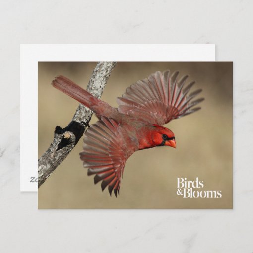 Northern Cardinal In Flight Postcard | Zazzle