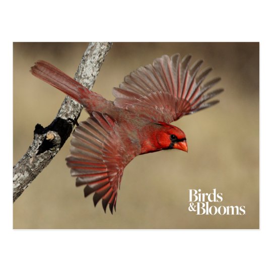 Northern Cardinal In Flight Postcard | Zazzle.com
